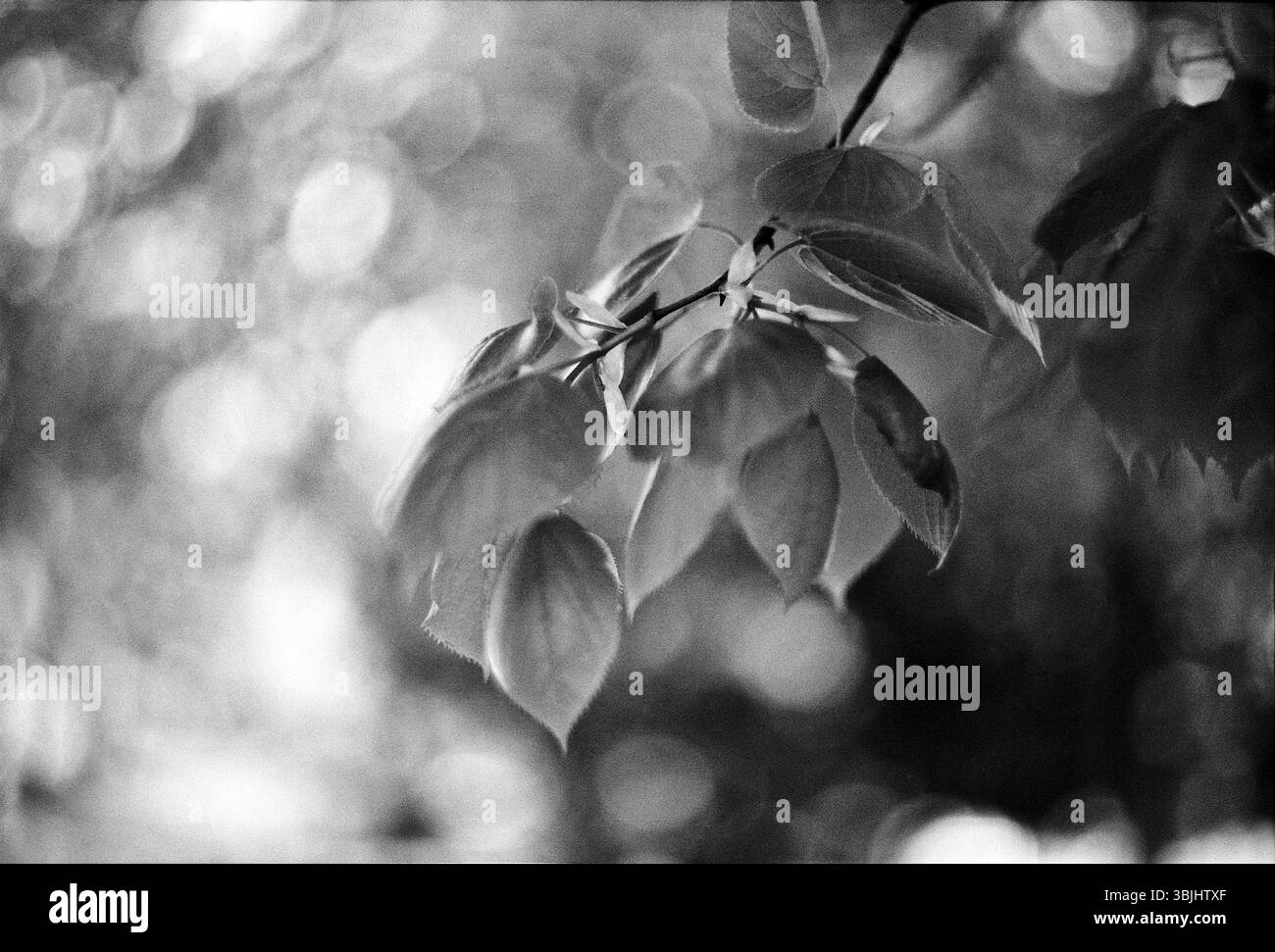 Branch leaves nature Black and White Stock Photos & Images - Alamy