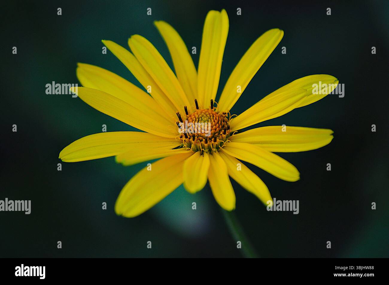 Detailed yellow petals hi-res stock photography and images - Alamy