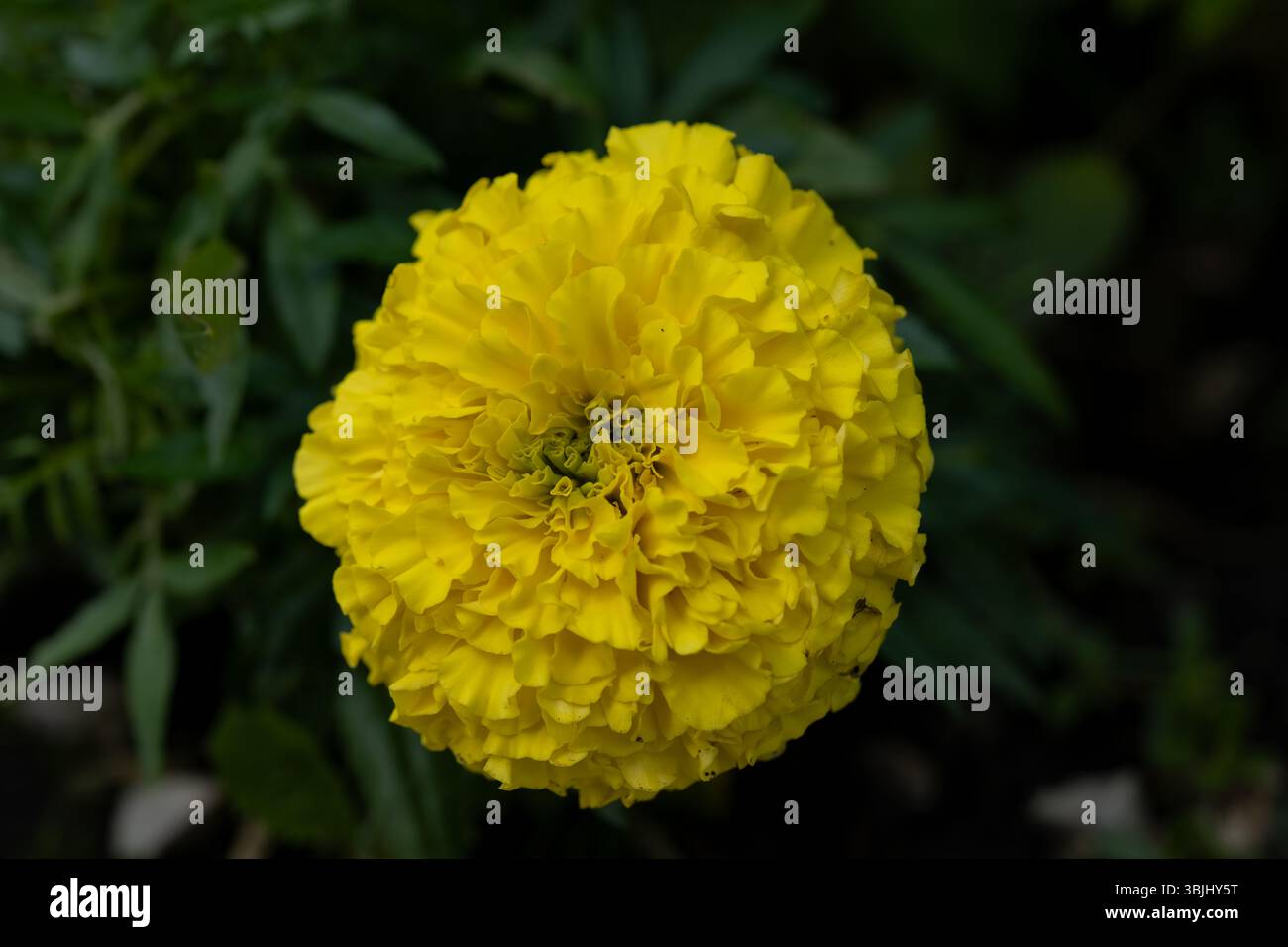 Tagetes erecta or the Aztec marigold, Mexican marigold, cempaxochitl or ...