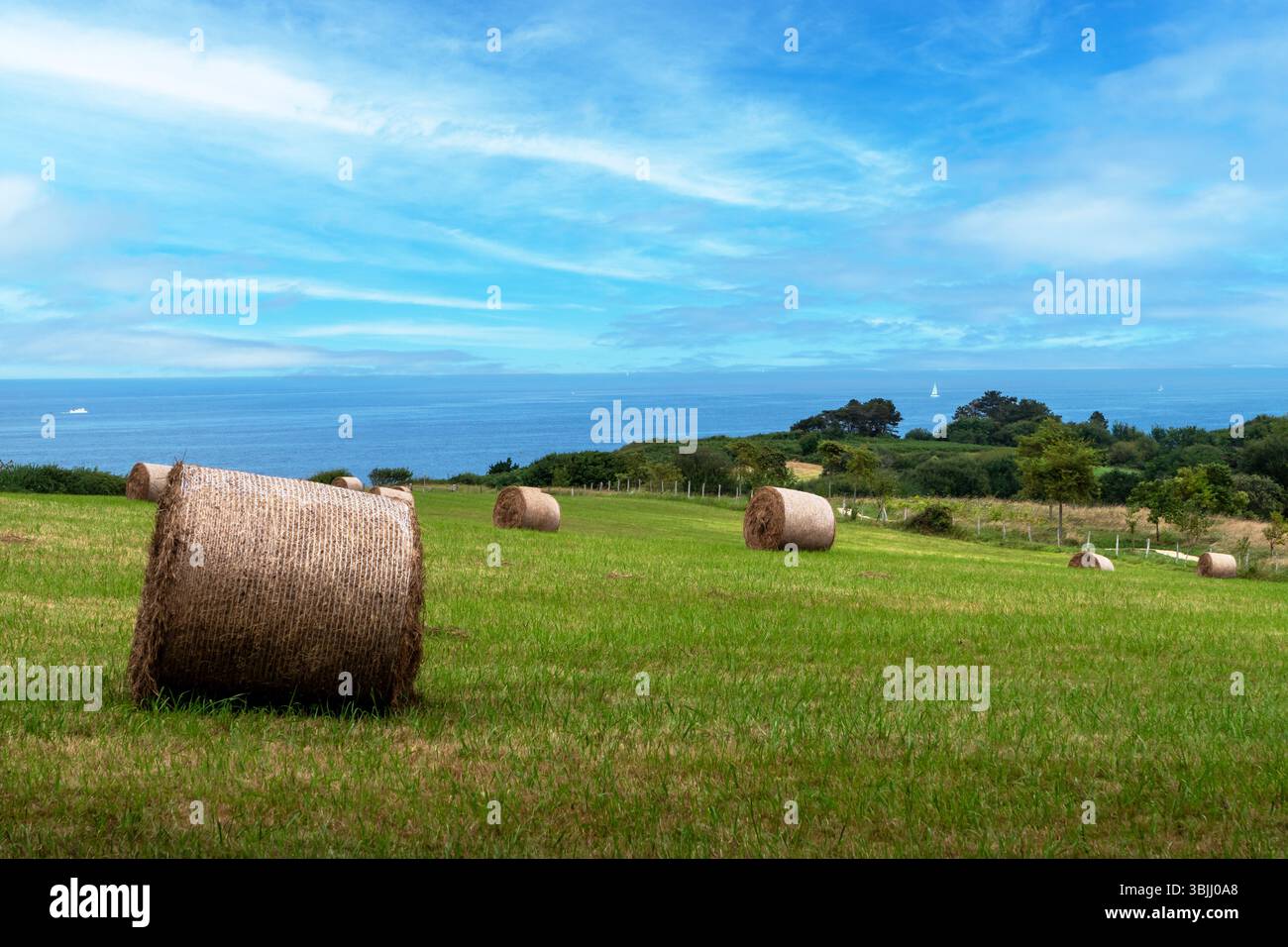 A field of hay bales sits in front of a blue ocean. The hay bales are ...