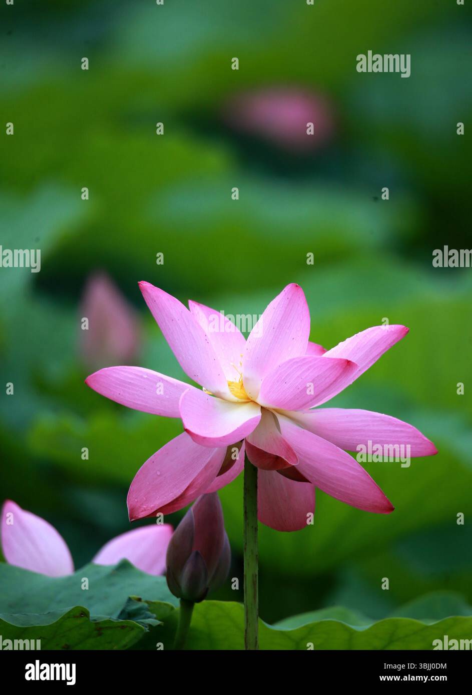 Lotus flowers bloom at a park in Yangzhou City, east China's Jiangsu ...