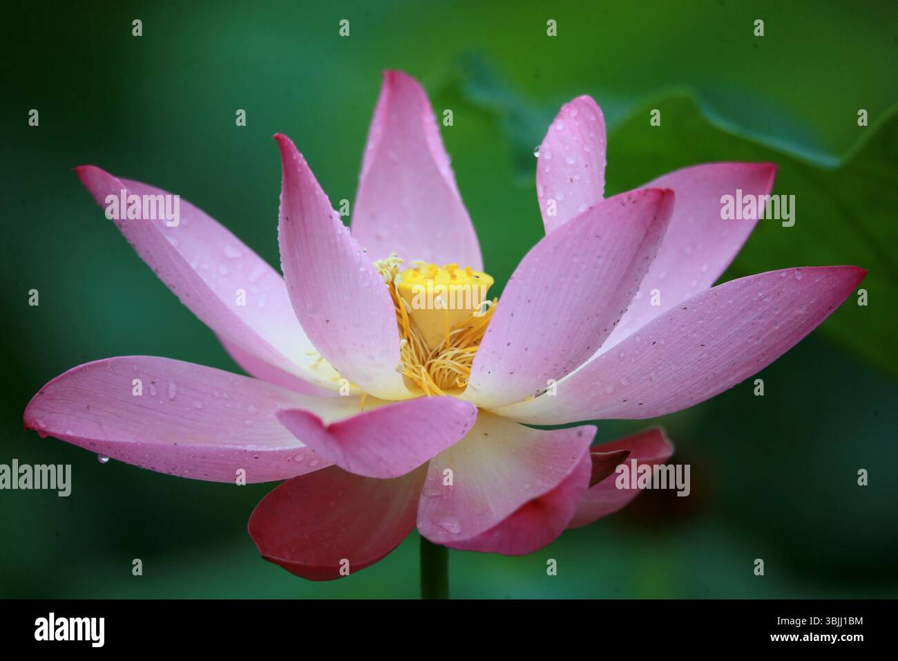 Lotus flowers bloom at a park in Yangzhou City, east China's Jiangsu ...