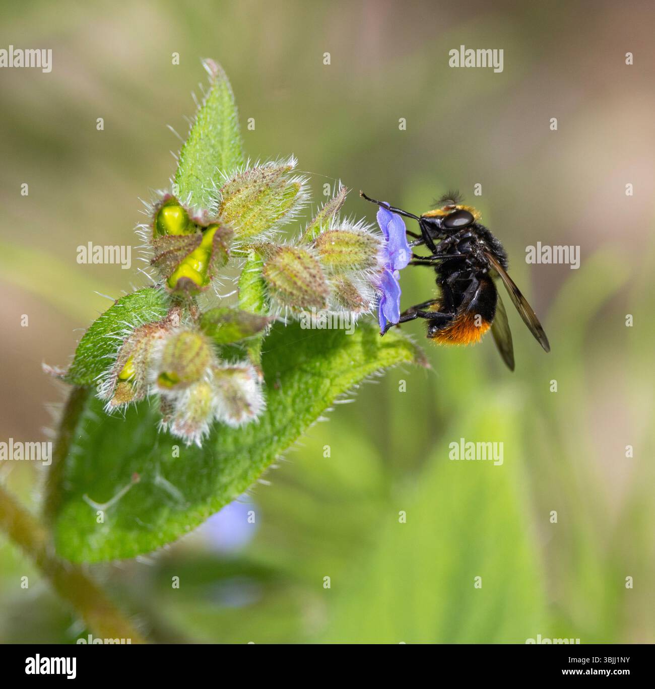 The Bumblebee Plumehorn is the only hoverfly to mimic a bumble-bee. The ...