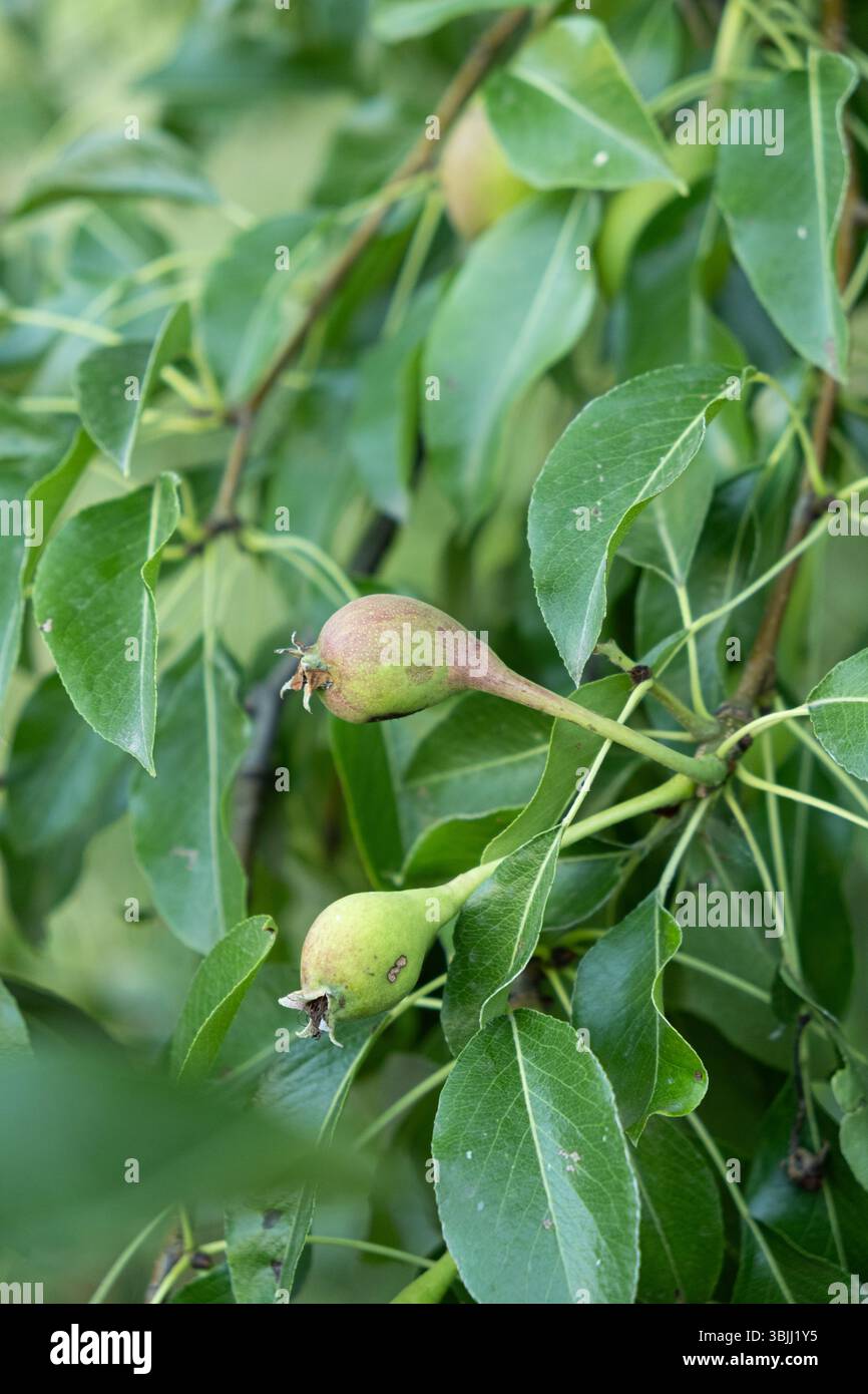 Green unripe pear on a tree, fresh fruits Stock Photo - Alamy