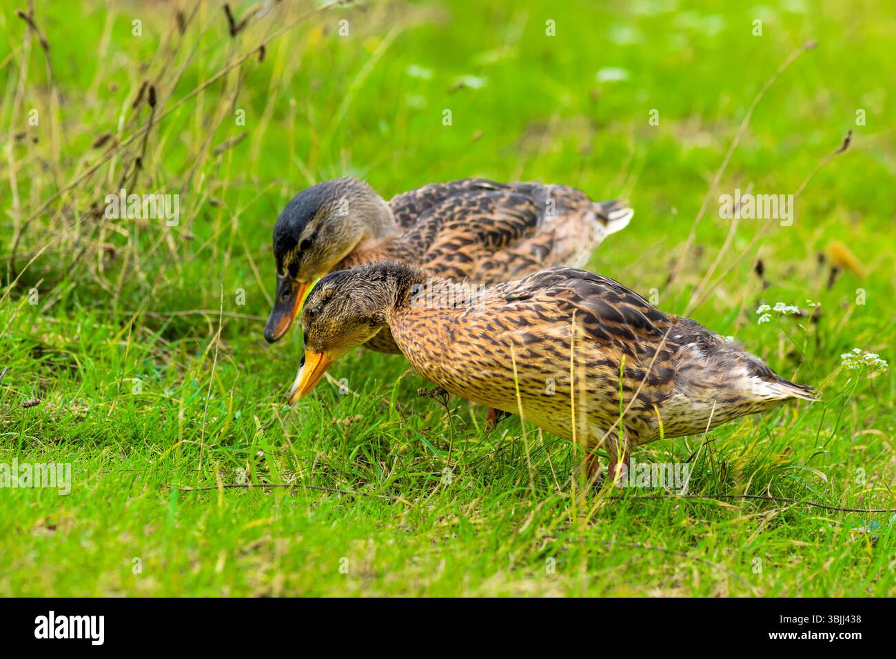 Mallard behavior hi-res stock photography and images - Alamy