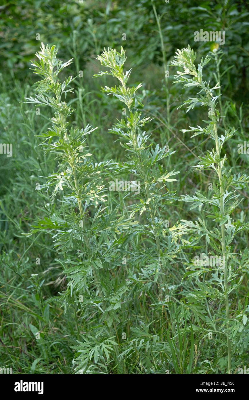 Wild Plant Wormwood Artemisia Close-Up in Natural Light Growing ...