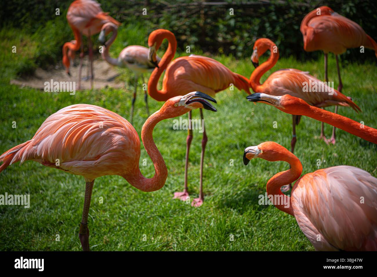 Group of flamingo birds at the zoo Stock Photo - Alamy