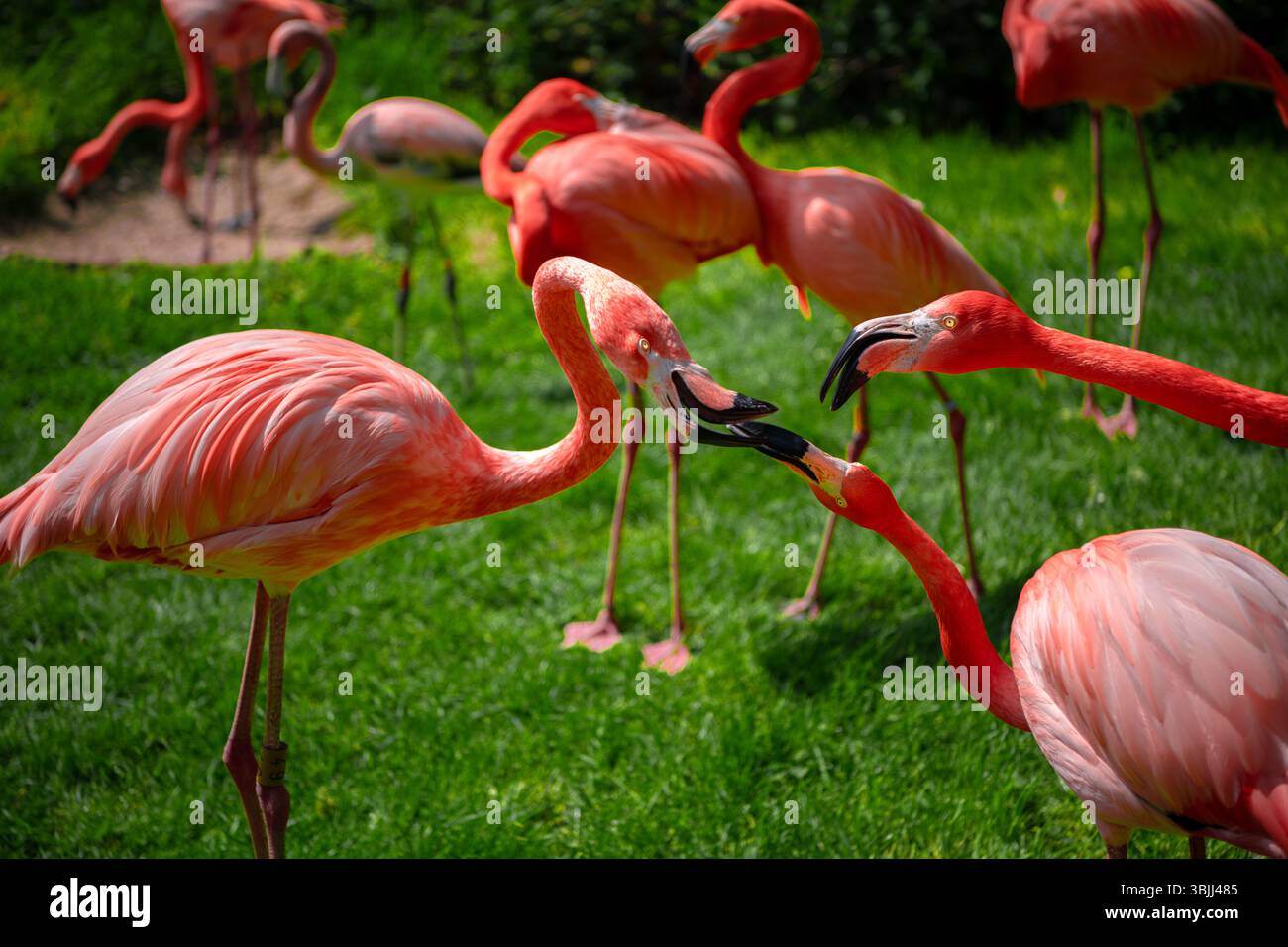Vibrant group pink flamingos feeding hi-res stock photography and ...