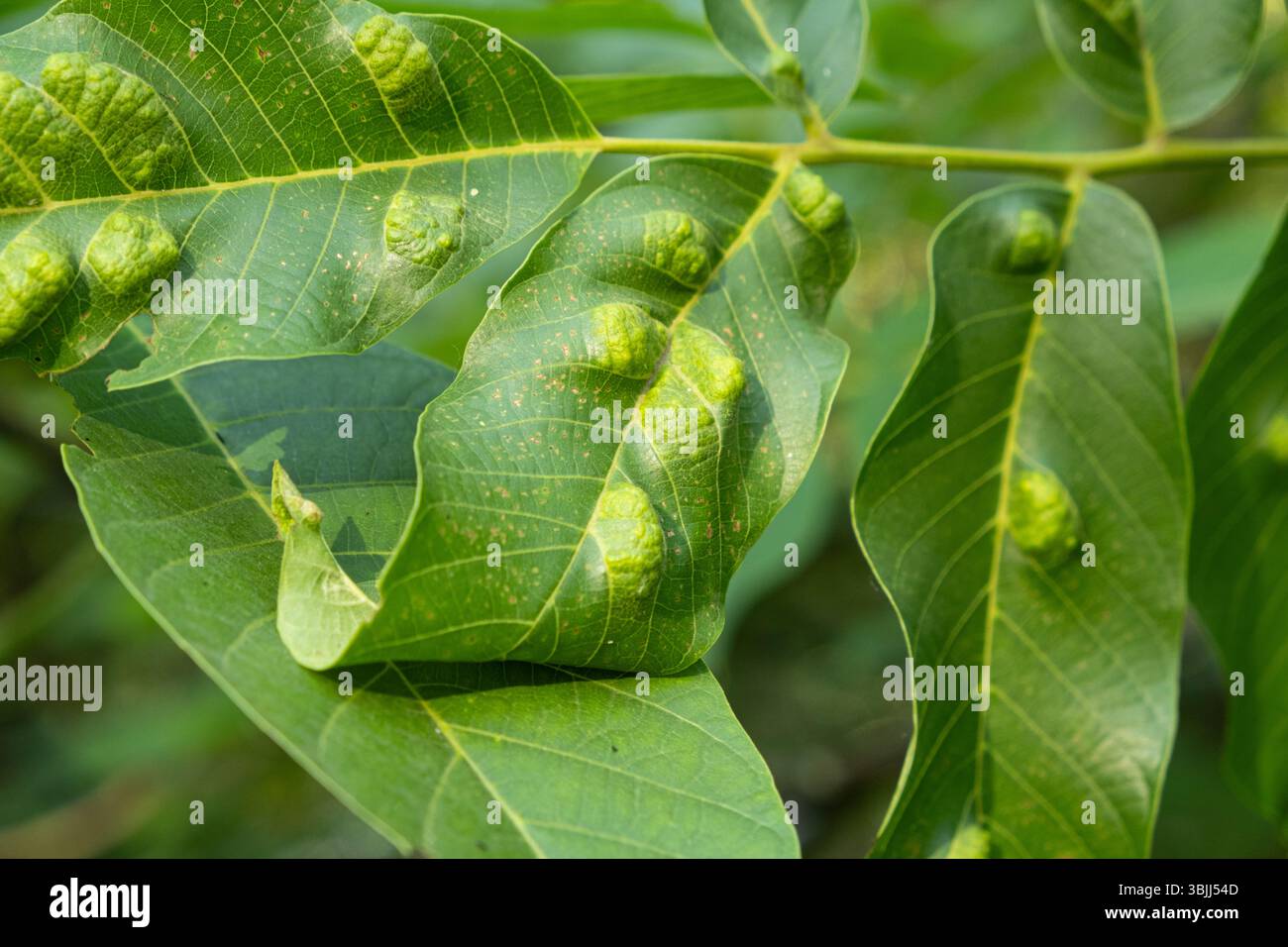 Walnut Leaves with Yellow Oval Galls Caused by Gall Mites Stock Photo ...