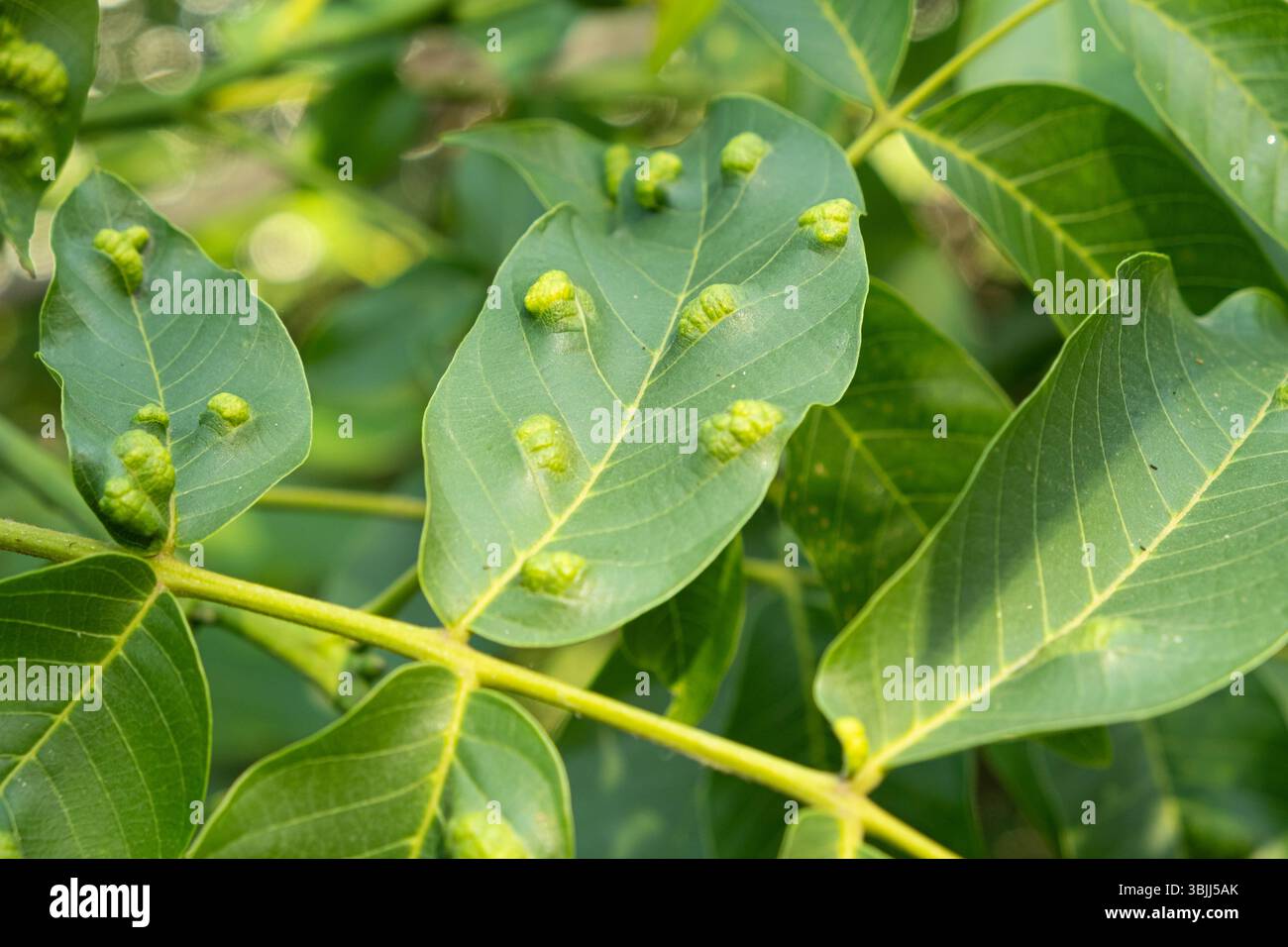 Diseased walnut tree leaves fungal hi-res stock photography and images ...