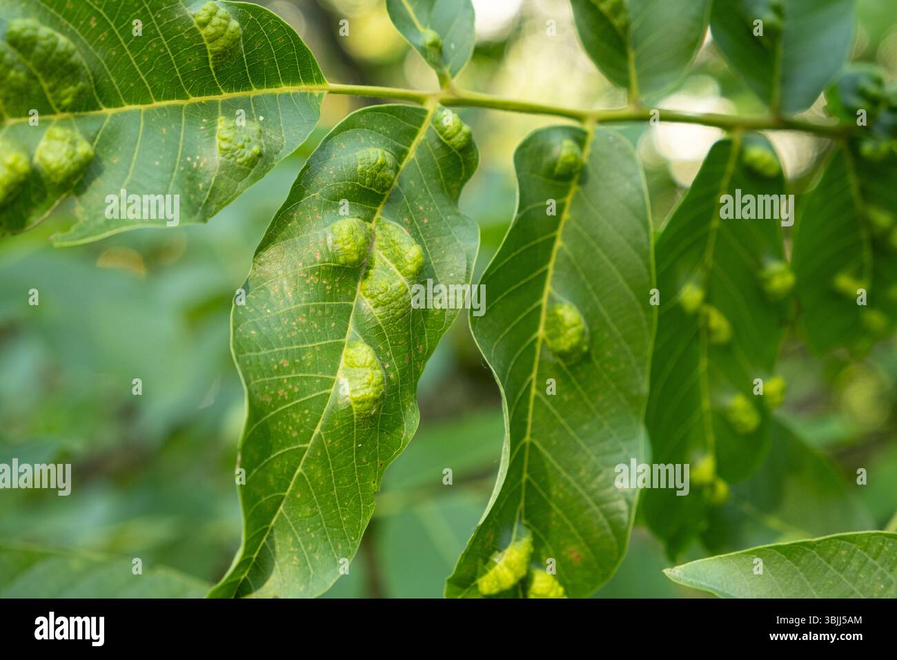 Diseased Walnut Leaves Showing Yellow Blister-Like Spots from Gall ...