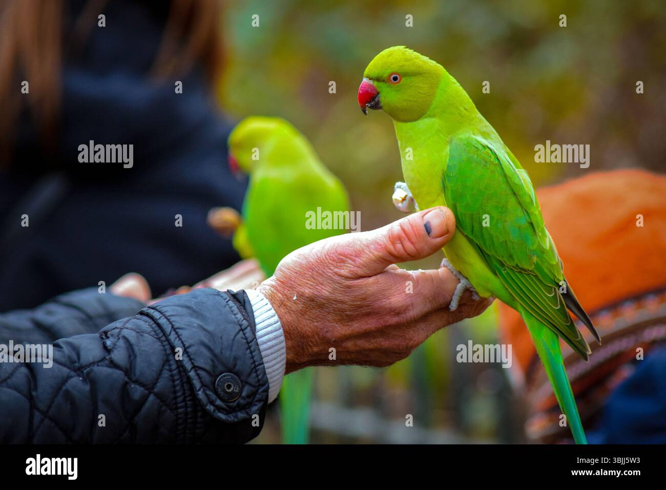 A green parakeet being hand-fed Stock Photo - Alamy