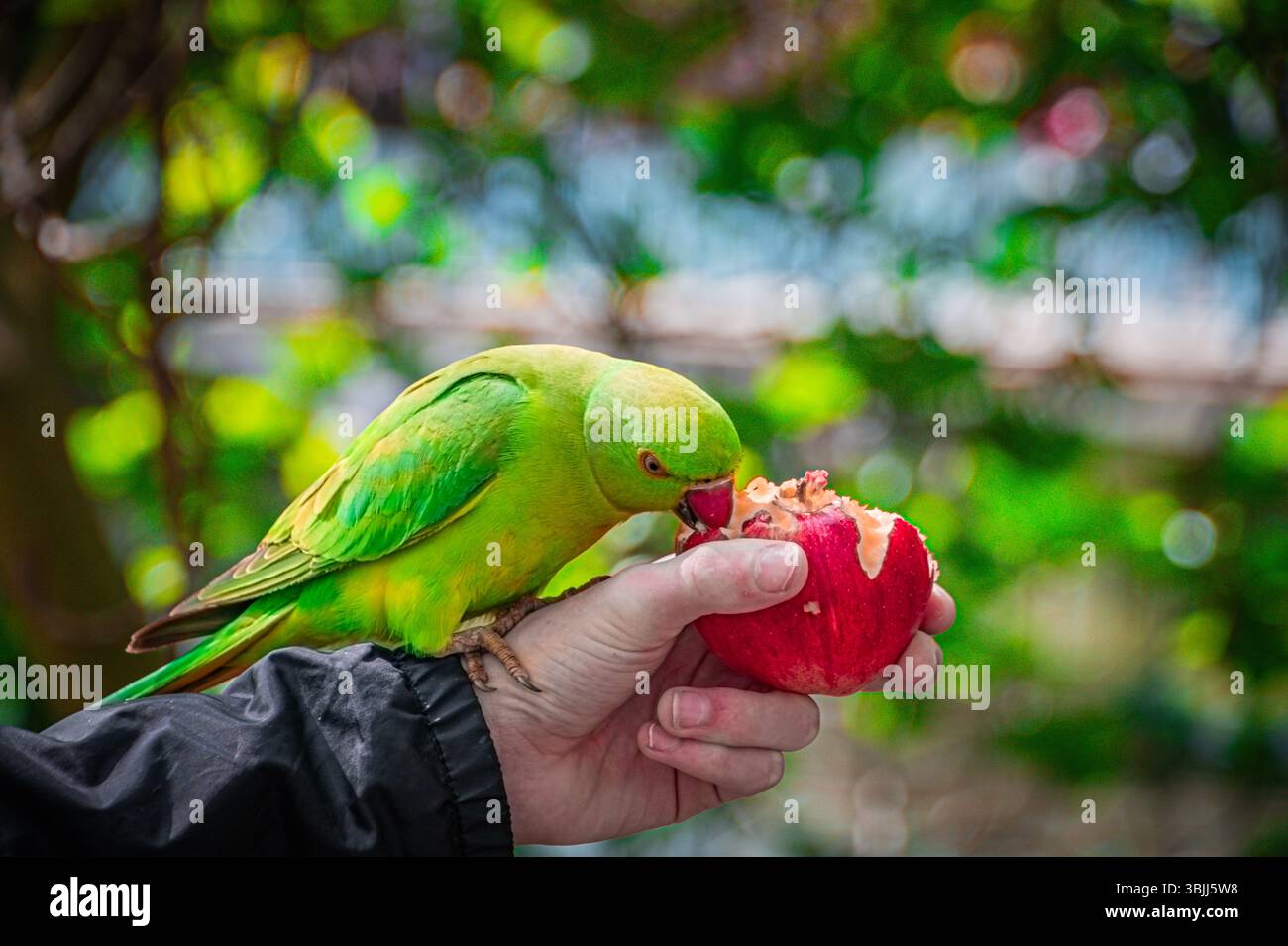 Urban parakeet species hi-res stock photography and images - Alamy