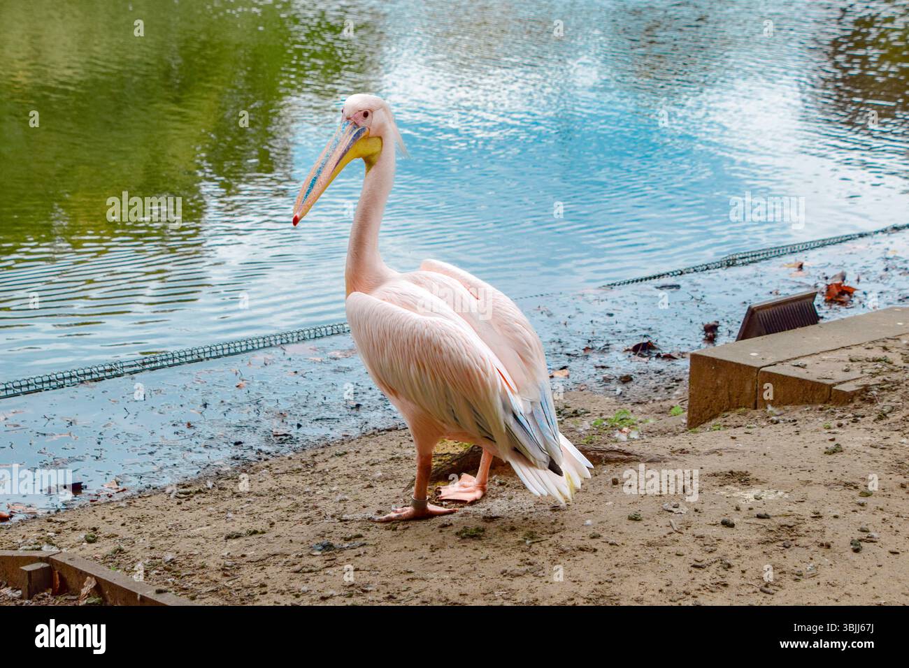 Full body of a large pelican in the park Stock Photo - Alamy