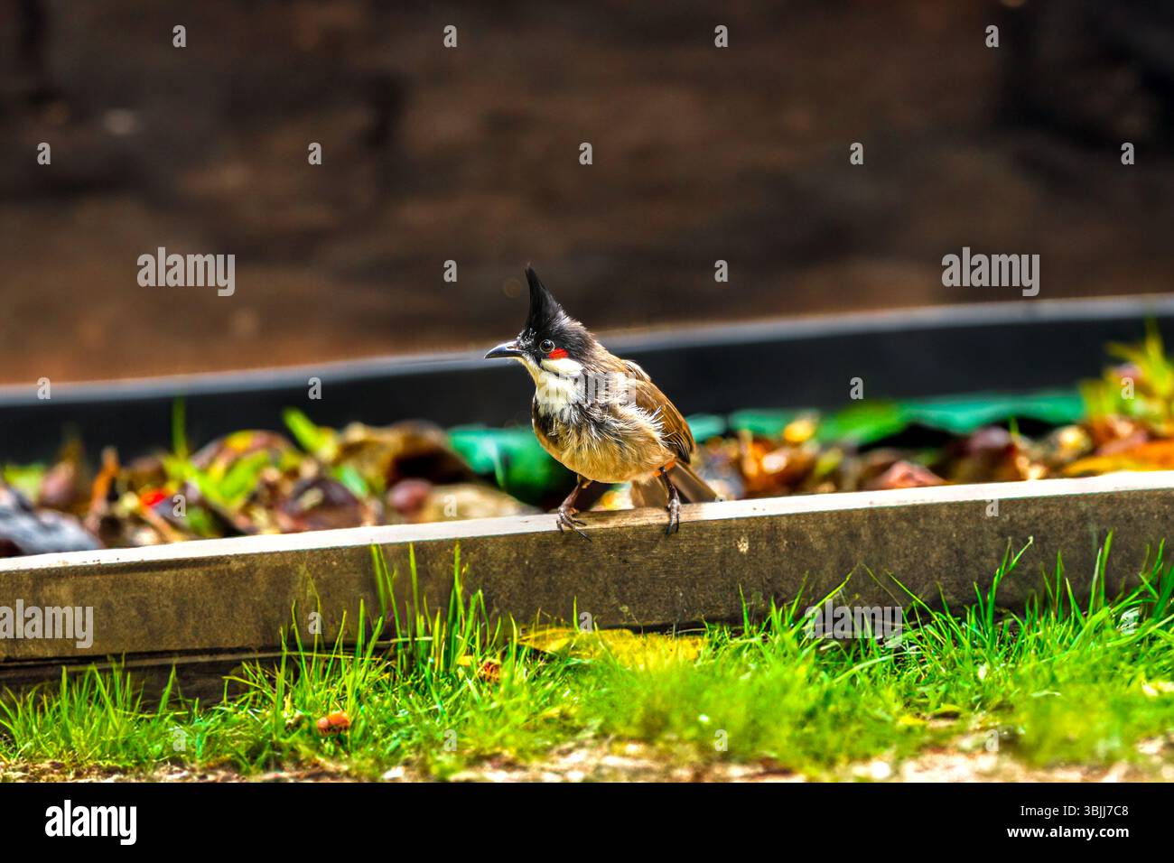 Red-whiskered bulbul in the garden Stock Photo - Alamy