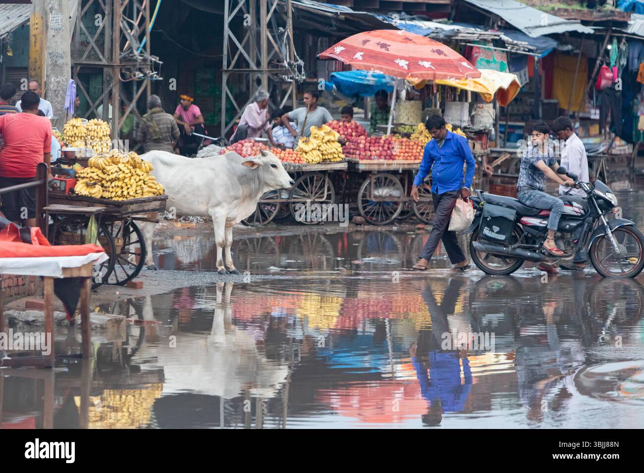 Delhi, India - 8-12-2022: Crowded indian road and cows standing in the ...