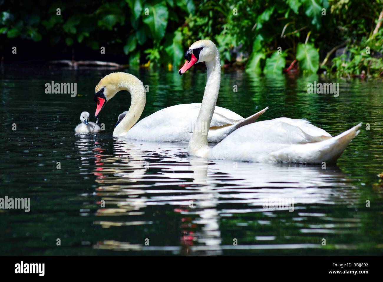 Serene scene mother swan hi-res stock photography and images - Alamy