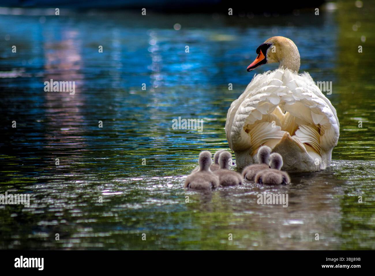 Swan with cygnets on a reflective water Stock Photo - Alamy