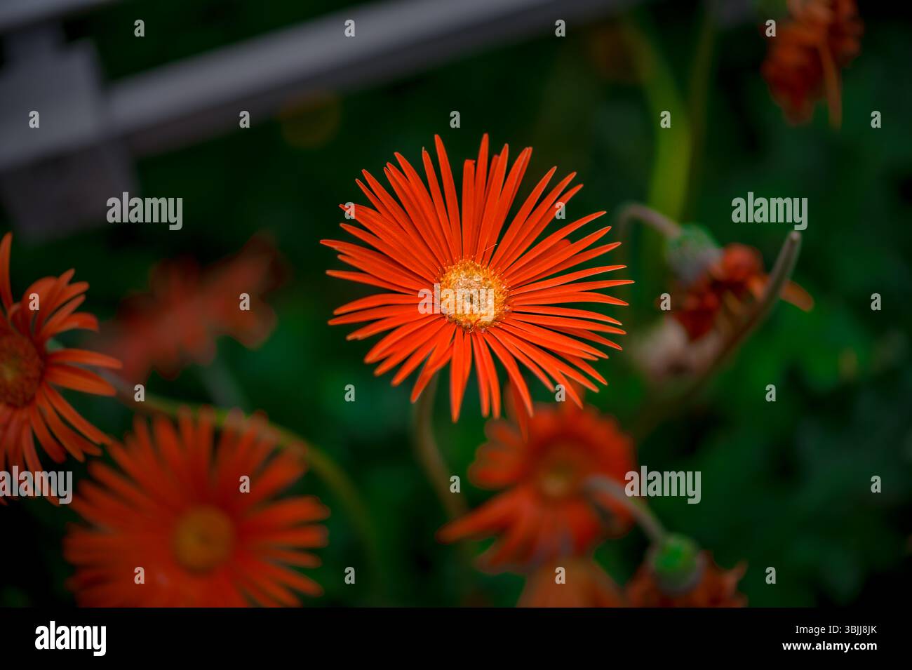 Macro texture flower petal hi-res stock photography and images - Alamy