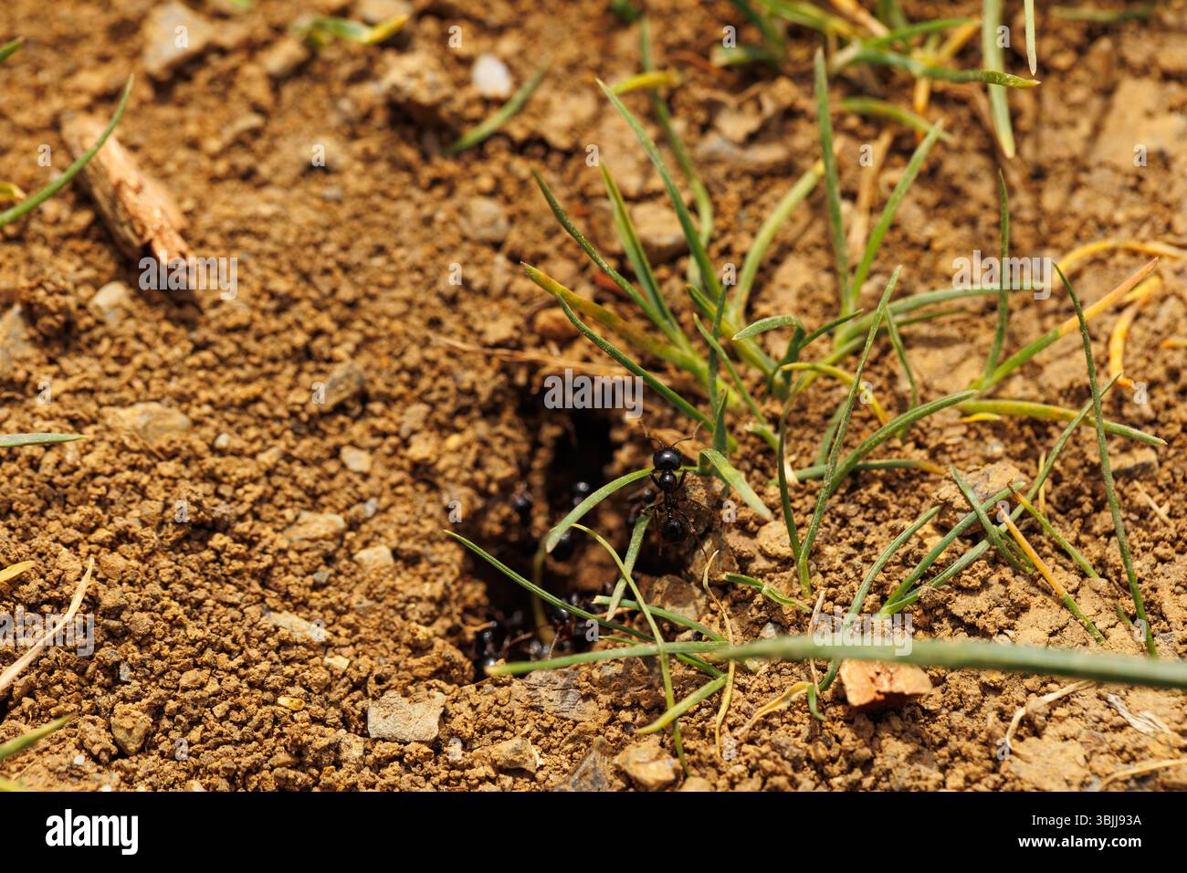 Ants hole in ground hi-res stock photography and images - Alamy