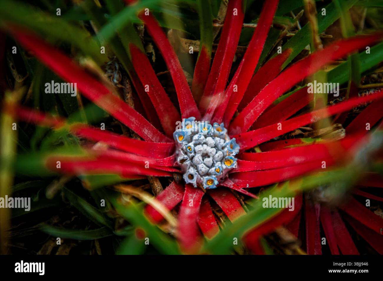Macro texture flower petal hi-res stock photography and images - Alamy