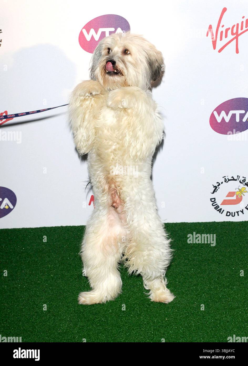 Pudsey at the Pre-Wimbledon Party held at The Roof Gardens in London ...