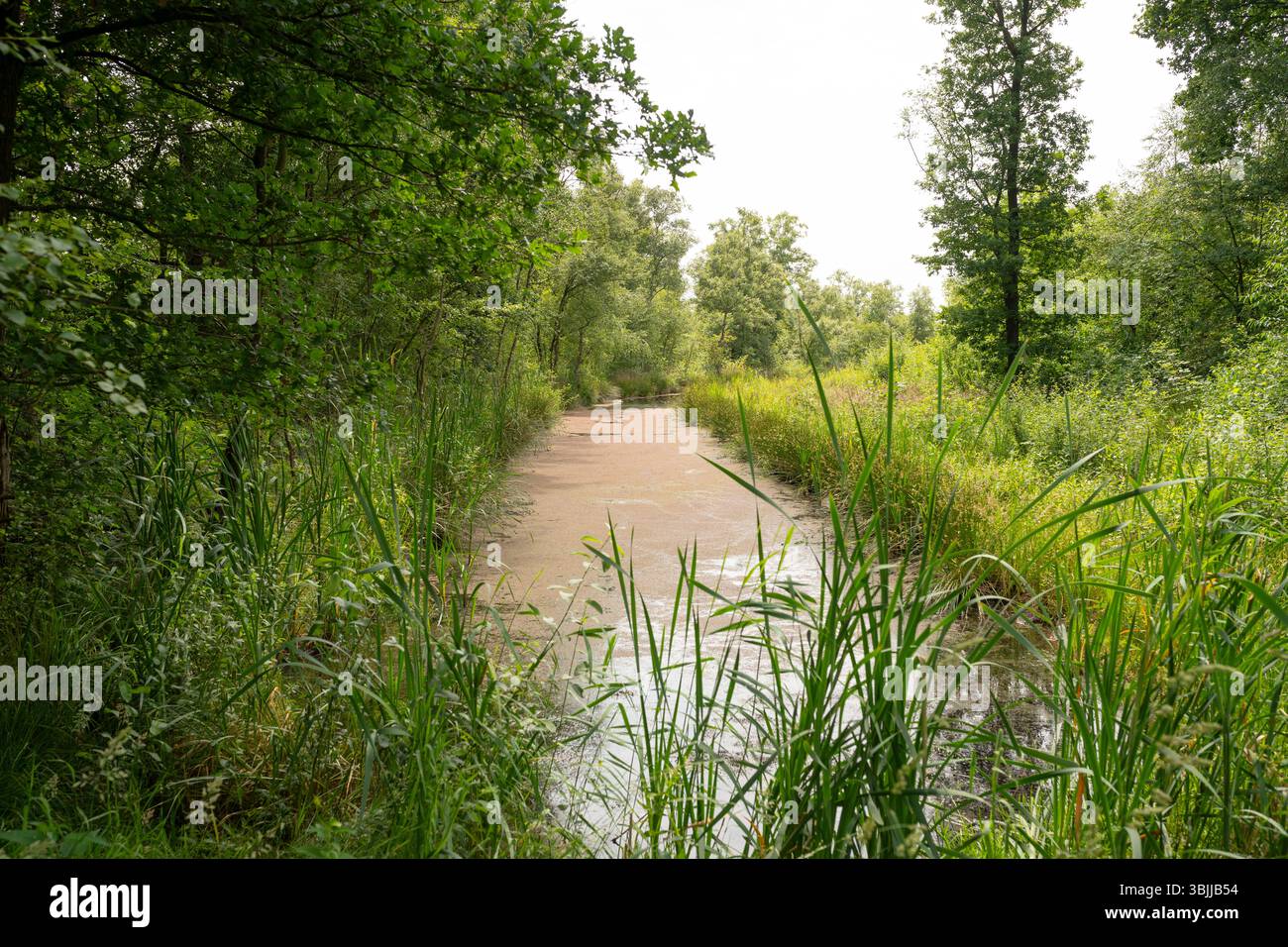 Peat canal near peat village Griendtsveen in the Netherlands Stock ...