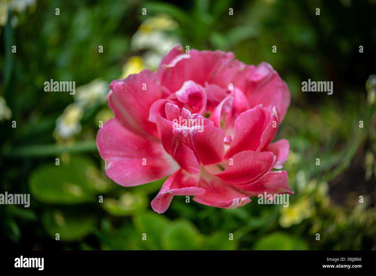 Closeup on a beautiful tulip unfolding its petals Stock Photo - Alamy