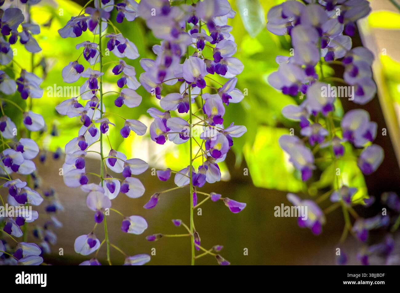 White wisteria shrub in hi-res stock photography and images - Alamy