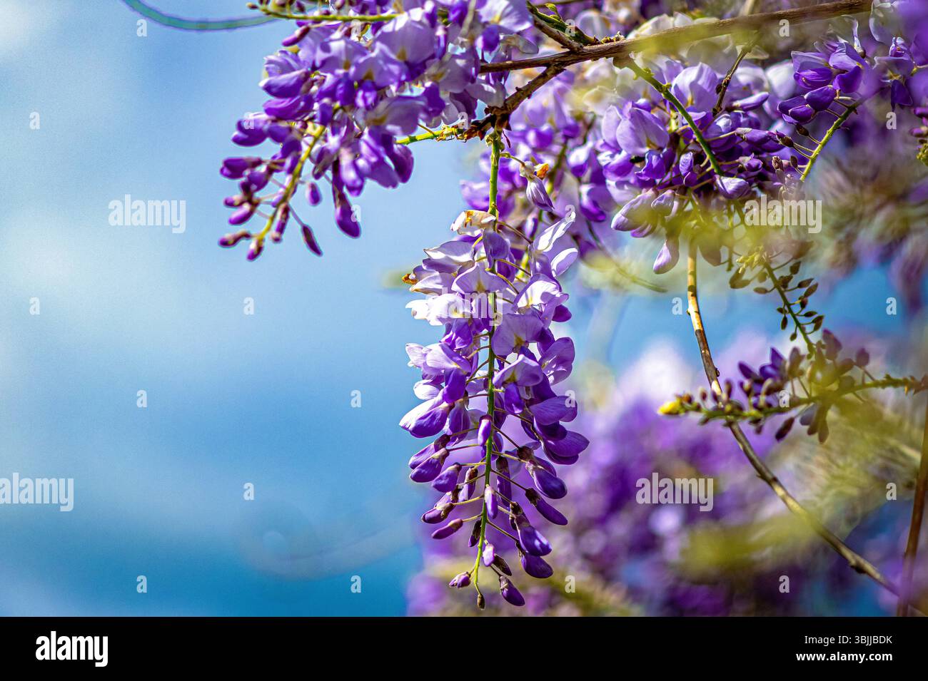 White wisteria shrub in hi-res stock photography and images - Alamy