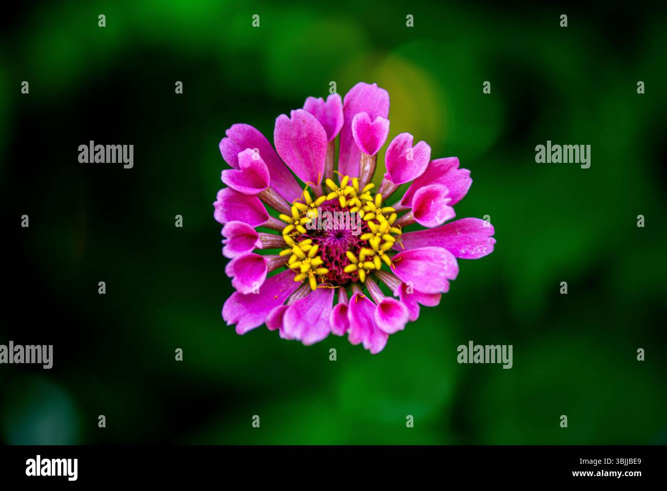 Macro texture flower petal hi-res stock photography and images - Alamy