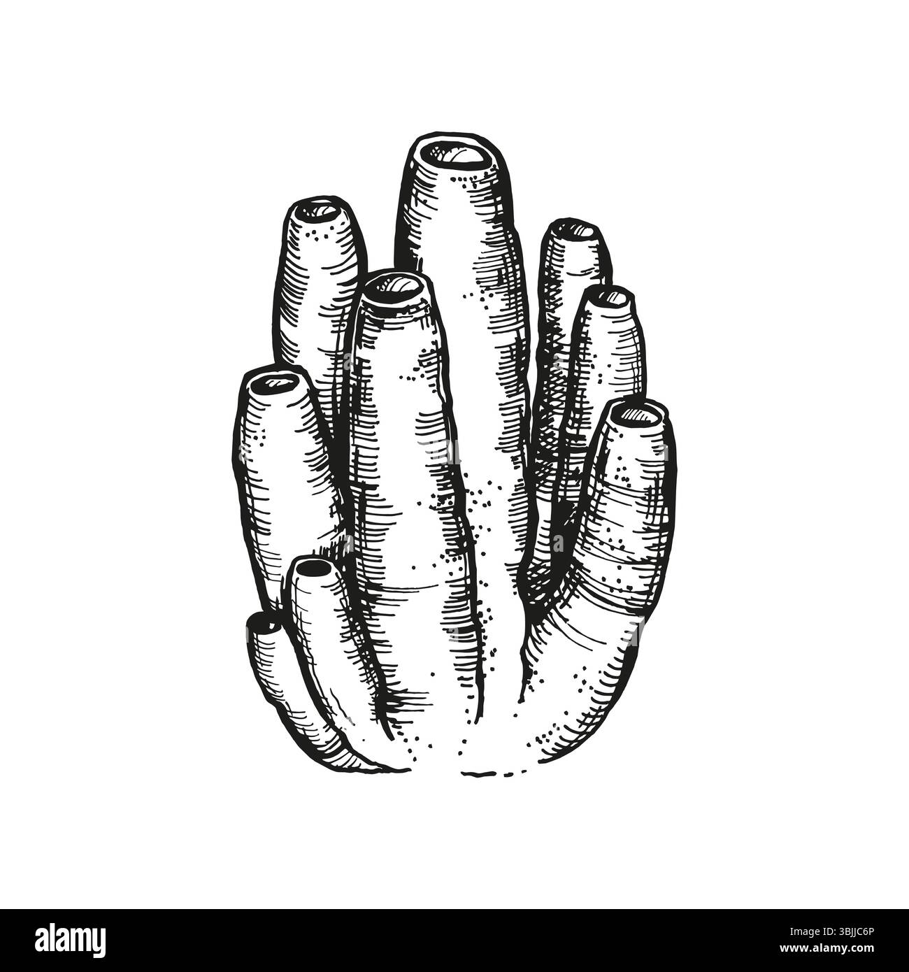 vector hand drawn tubular corals, wild life of seabed, tube sponge ...