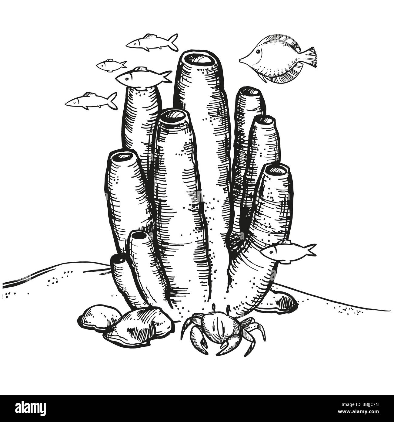 vector illustration of seabed, hand drawn tubular corals, tropical ...