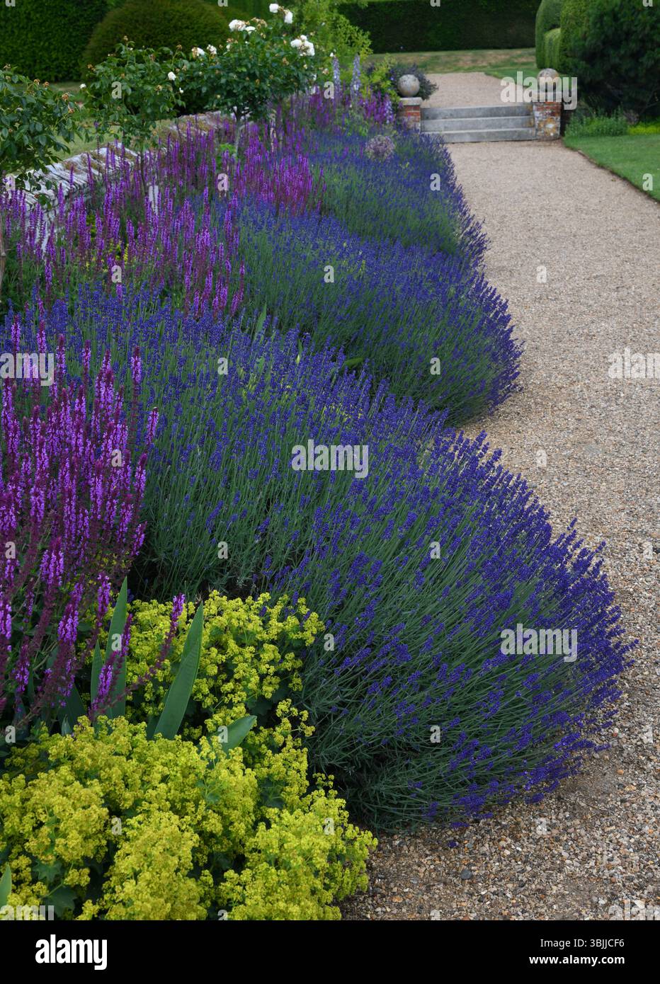 Lavender border by a gravel path Stock Photo - Alamy