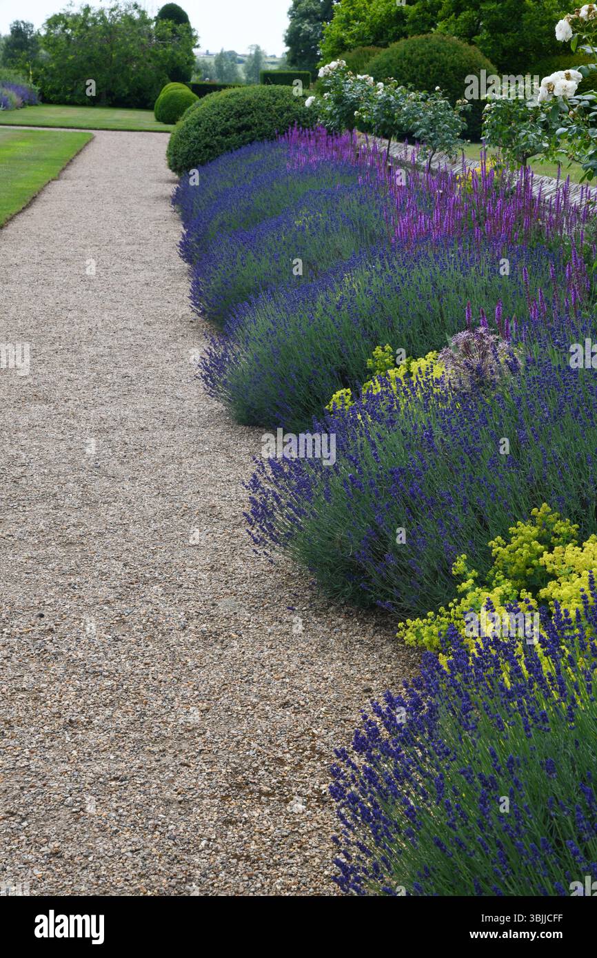 Lavender border by a gravel path Stock Photo - Alamy
