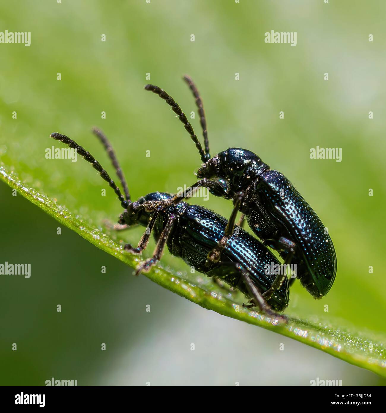 Two dark-colored insects are observed mating on a green leaf showcasing their unique forms and ...