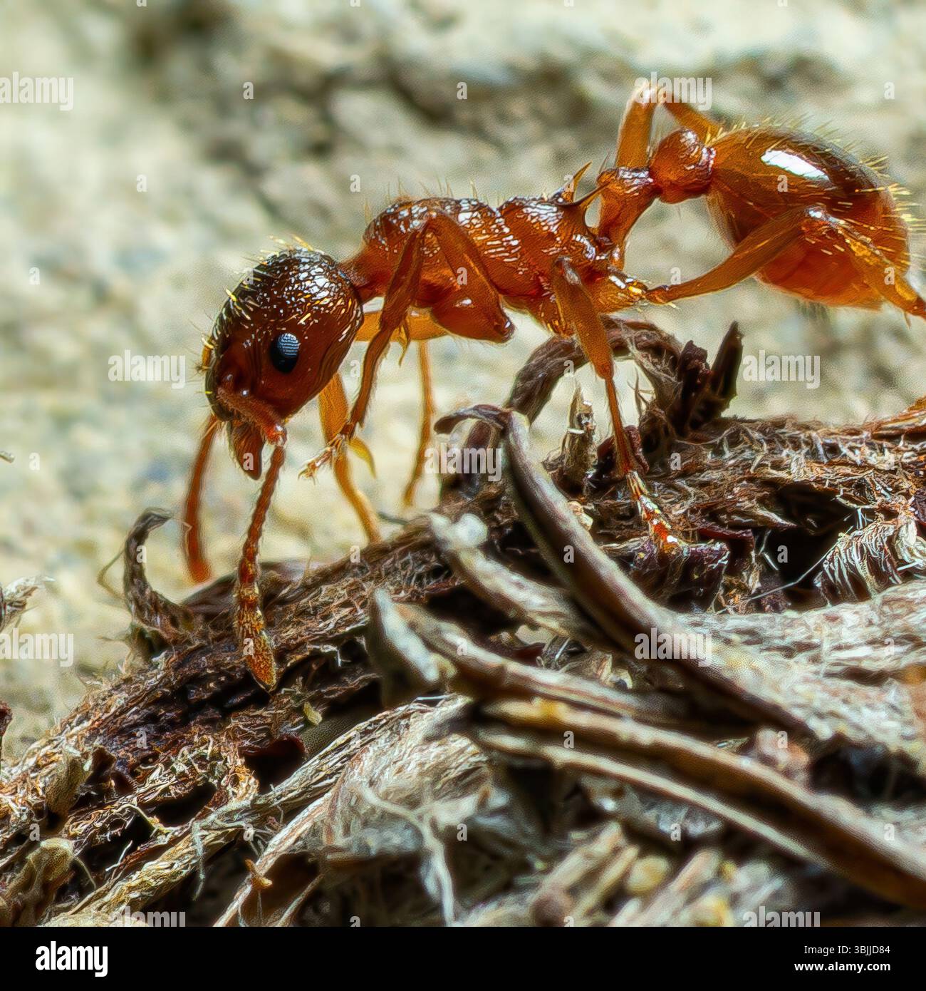 Ant habitat surface hi-res stock photography and images - Alamy