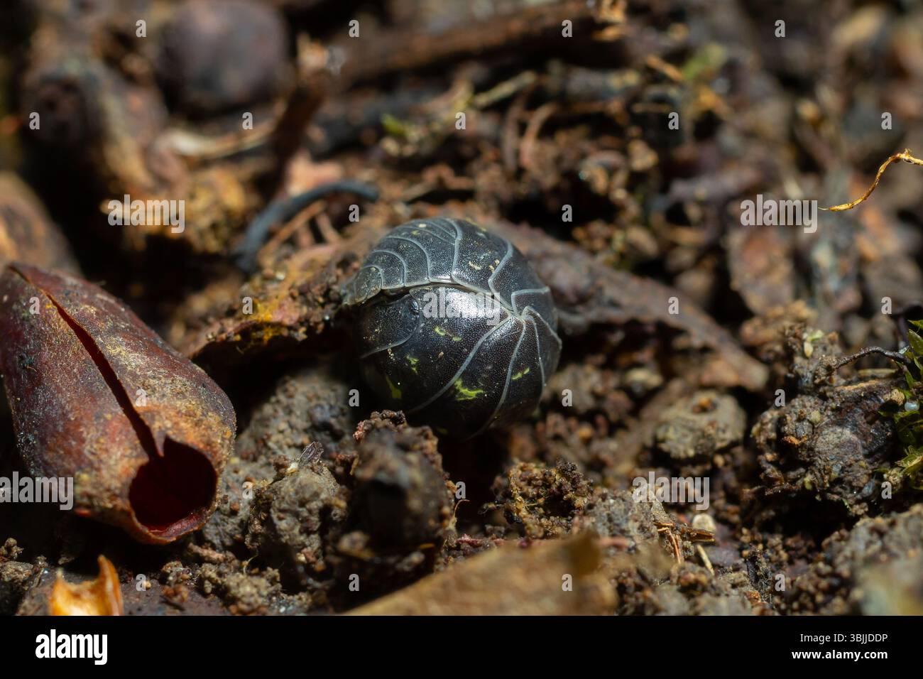 Terrestrial microorganisms hi-res stock photography and images - Alamy