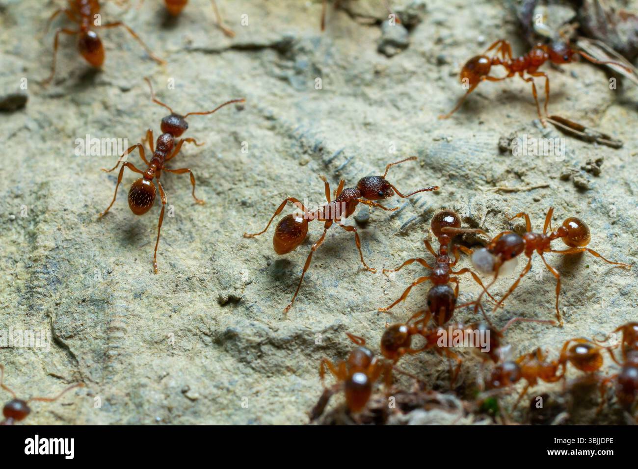 Organized insect movement hi-res stock photography and images - Alamy