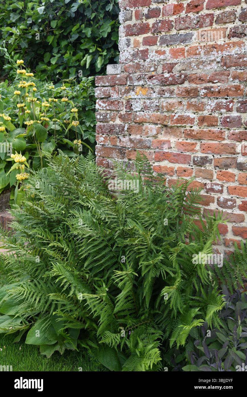 Ferns by a brick wall Stock Photo - Alamy