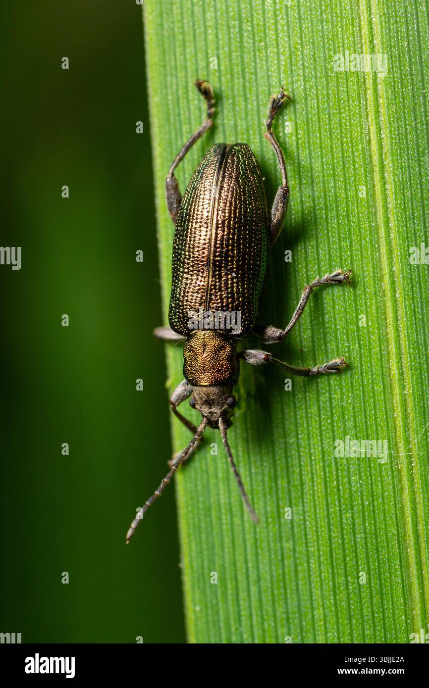 Vibrant half-copper reed beetle Donacia semicuprea crawls on a green ...