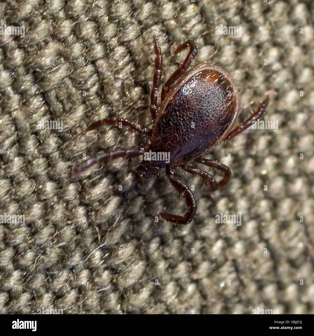 A tick crawls on a textured fabric showcasing its shiny body and dark ...