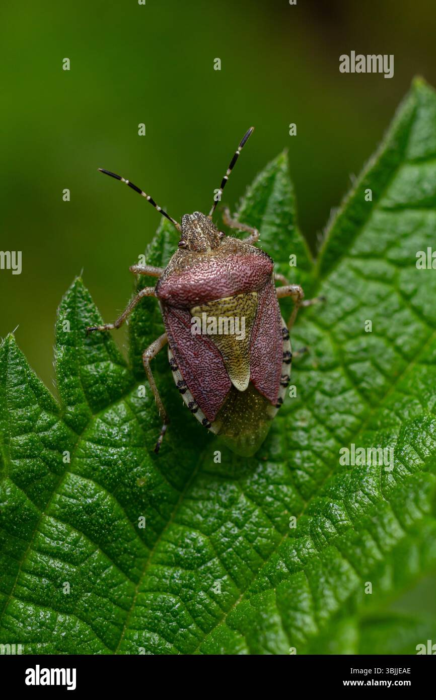 This close-up captures a brown marmorated stink bug perched on a green ...
