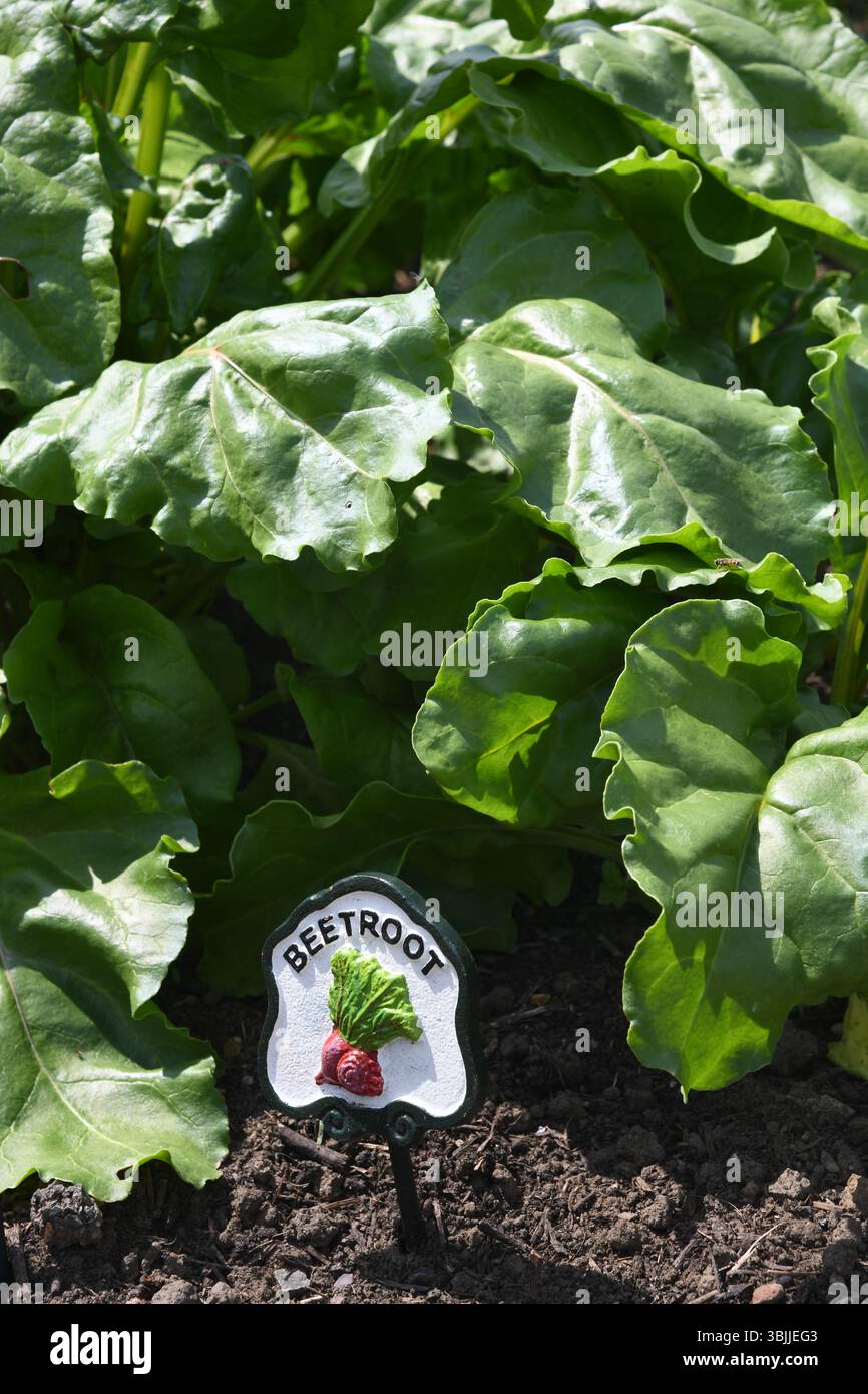 Planning the vegetable plot hi-res stock photography and images - Alamy