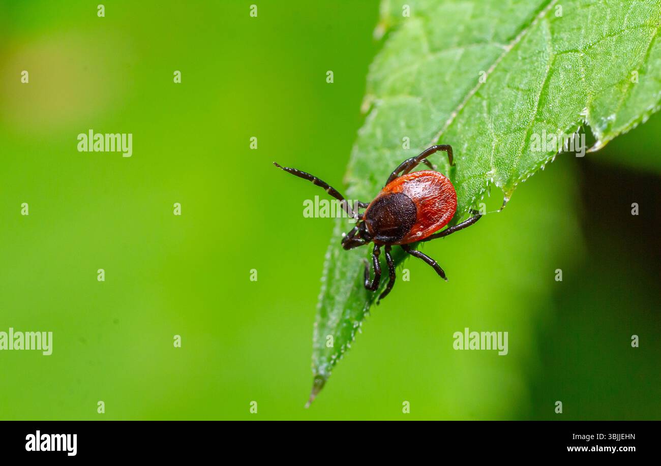 A tick is positioned on a green leaf showcasing its distinctive ...