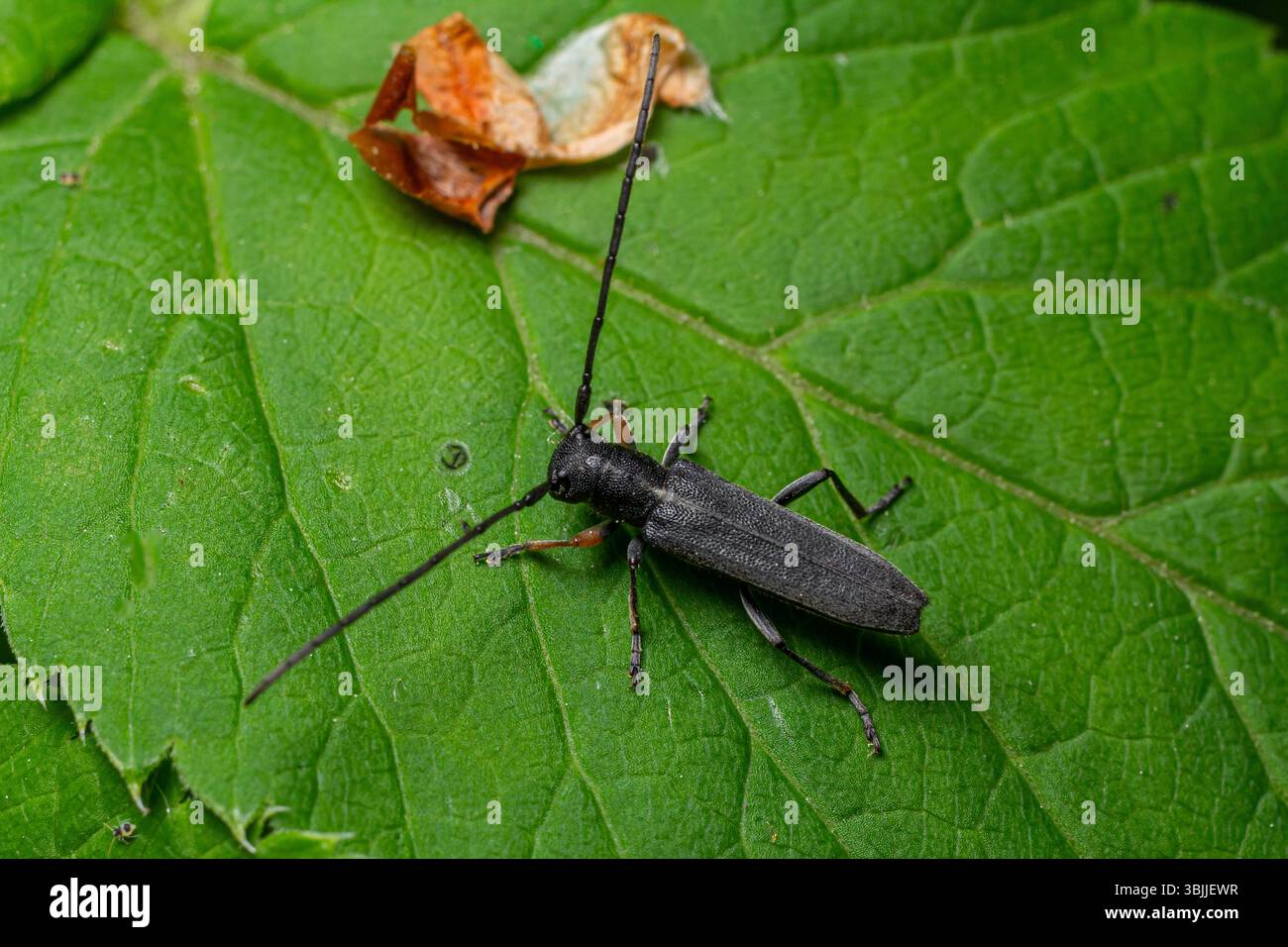 Black elongated body of a cerambycidae longhorn beetle is visible on a ...