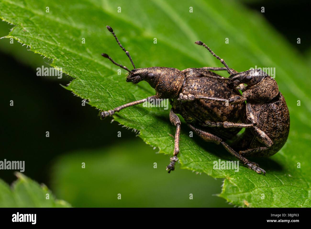 Two weevils can be seen engaged in mating on a vibrant green leaf ...