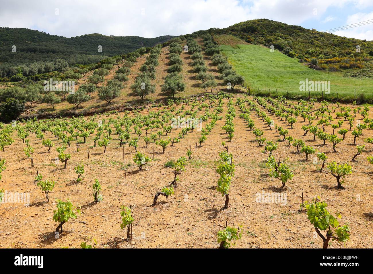 Vineyard and olive grove in rural Crete, Greece. Young vines and ...