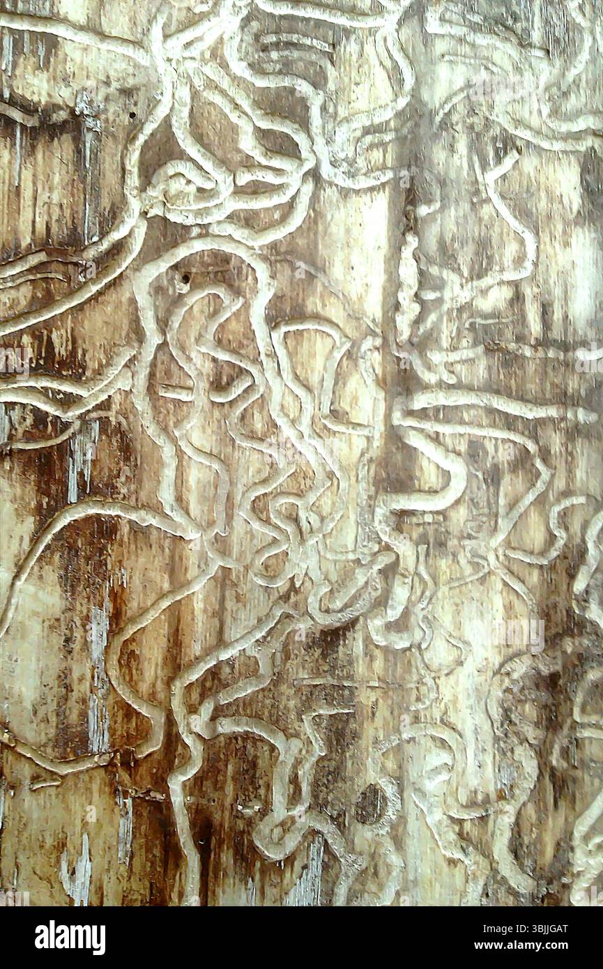 Emerald ash borers hi-res stock photography and images - Alamy