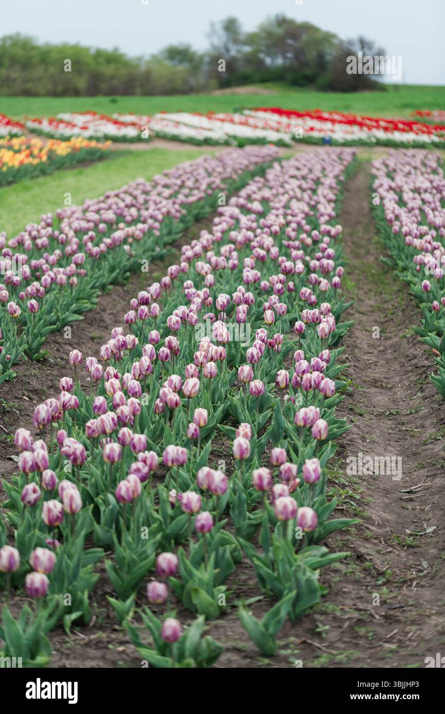 Tulips bloom united states hi-res stock photography and images - Alamy